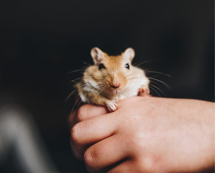 About Us | The Exotic Animal Vet : The Exotic Animal Vets